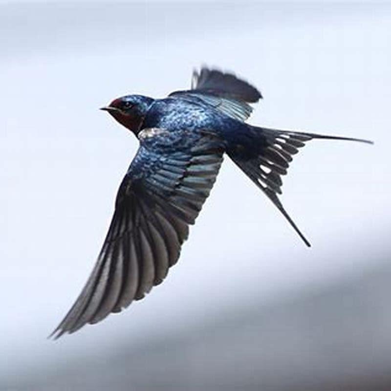 Are Barn Swallows Extinct Diy Seattle