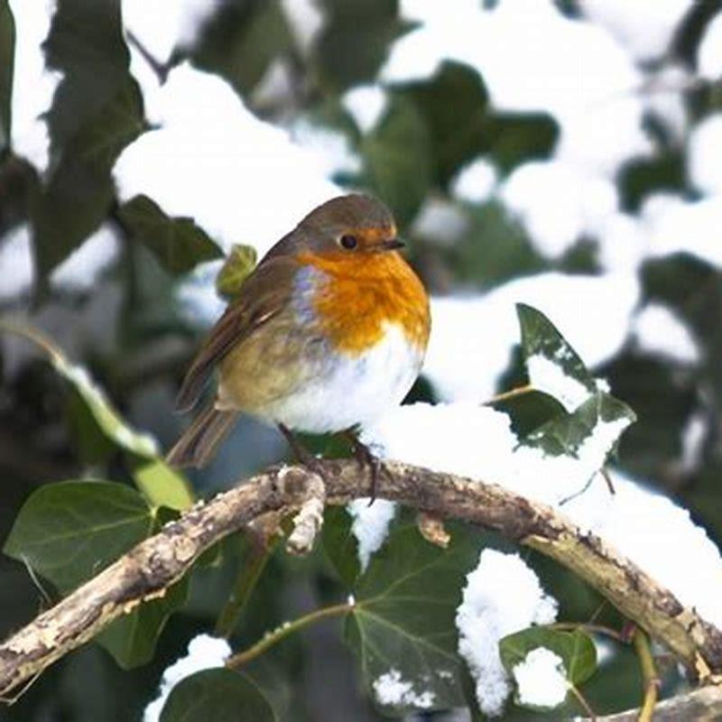 Do Birds Hide In Snow Diy Seattle