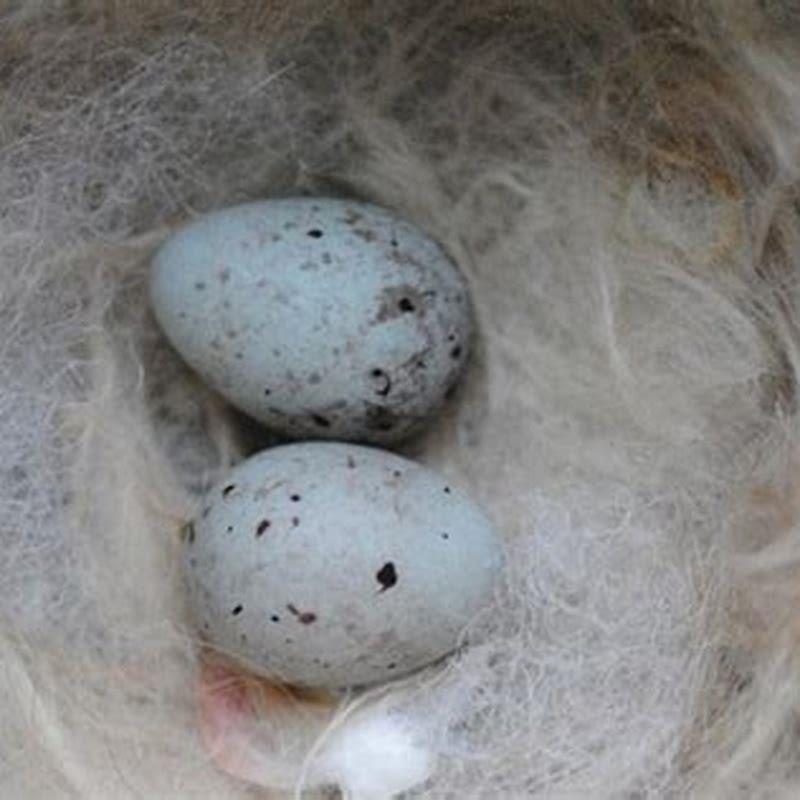 How Many Times Do Birds Lay Eggs In A Season Diy Seattle