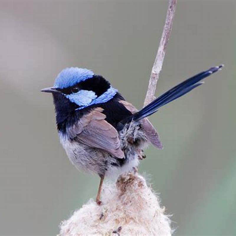 What Are Wrens Predators Diy Seattle