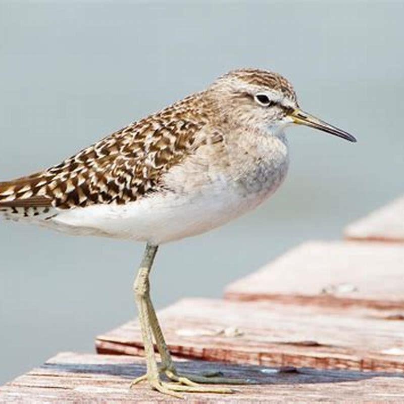 What do pectoral sandpipers eat? - DIY Seattle