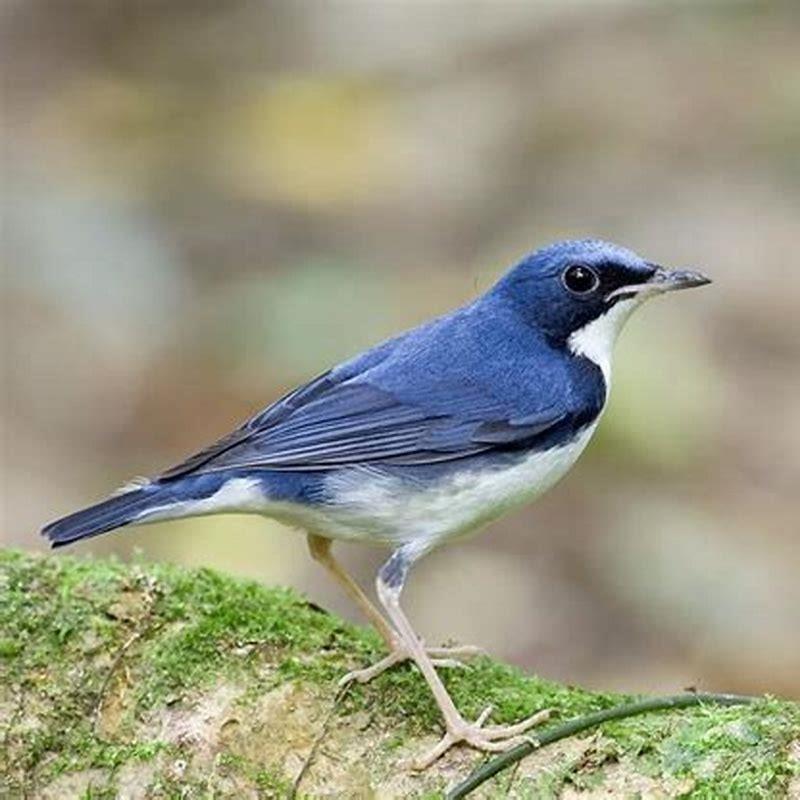 What do Siberian blue robins eat? - DIY Seattle