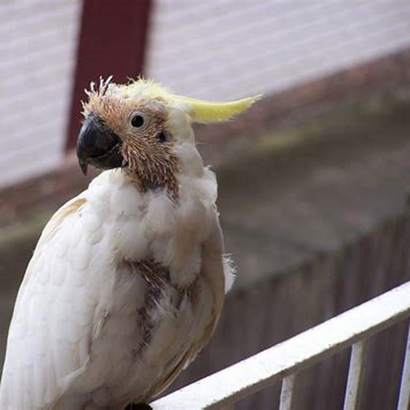 What Does An Unhealthy Bird Beak Look Like Diy Seattle