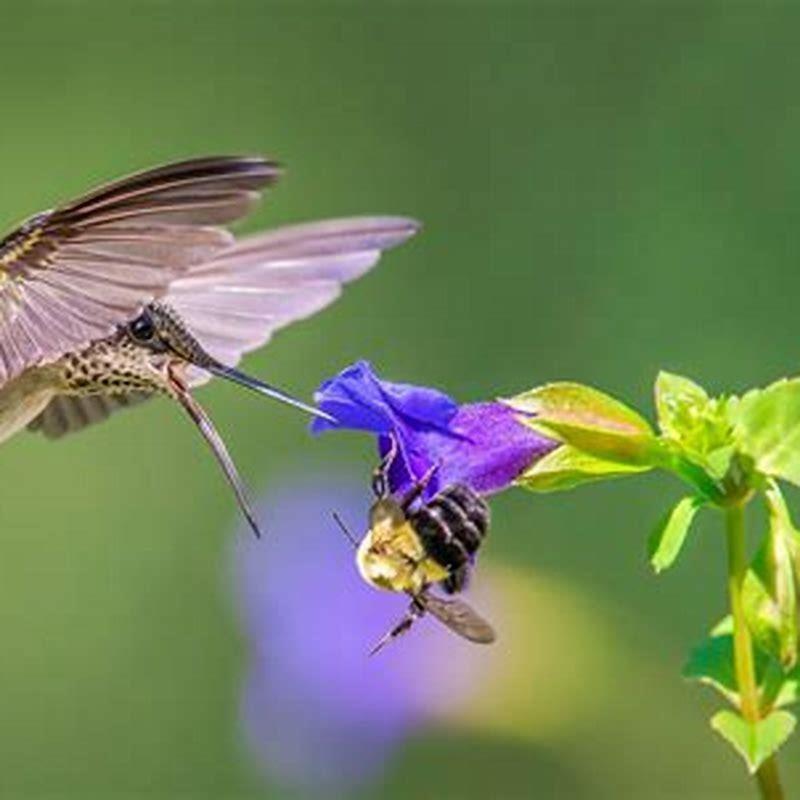 What does the Bumblebee Hummingbird eat? - DIY Seattle
