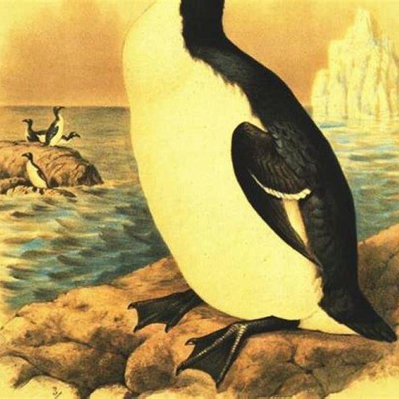 What Killed The Great Auk Diy Seattle