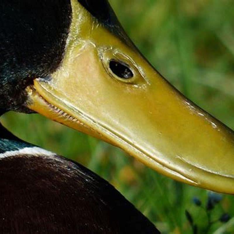 What Kind Of Duck Is A Beak Diy Seattle