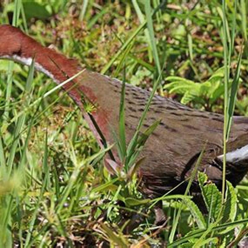 Which Bird Is An Extinct Bird Diy Seattle