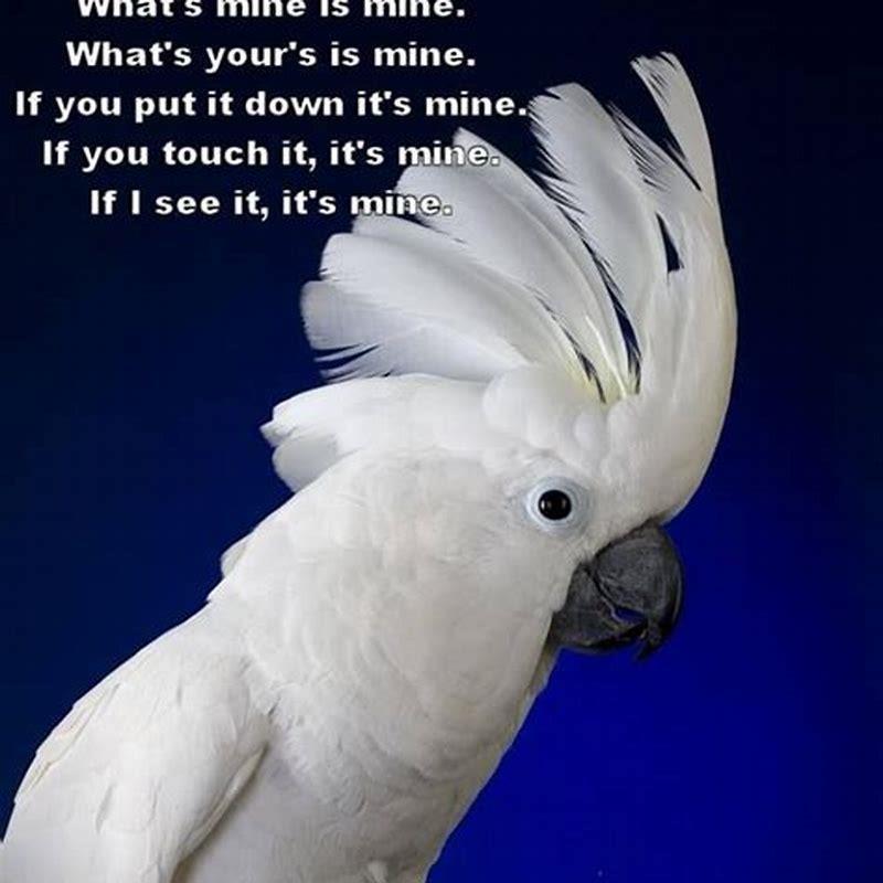 Why are they called umbrella bird? - DIY Seattle Why are they called umbrella bird? - DIY Seattle