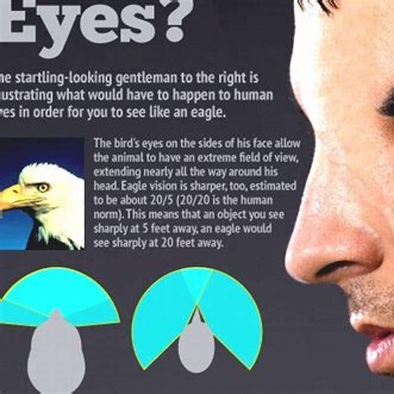 What Bird Has The Best Eyesight In The World Diy Seattle