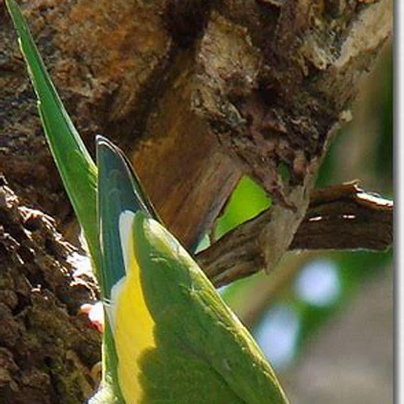 What can I feed my canary-winged parakeet? - DIY Seattle