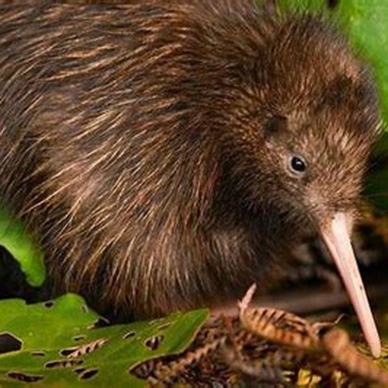 Why Did Kiwi Birds Go Extinct Diy Seattle