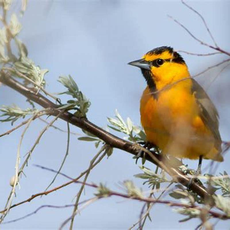 Are Bullock's Oriole rare? - DIY Seattle