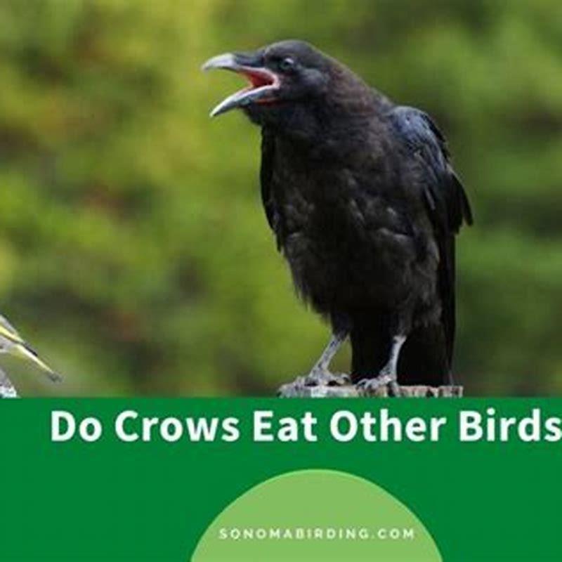 Do Crows Eat Other Birds Diy Seattle