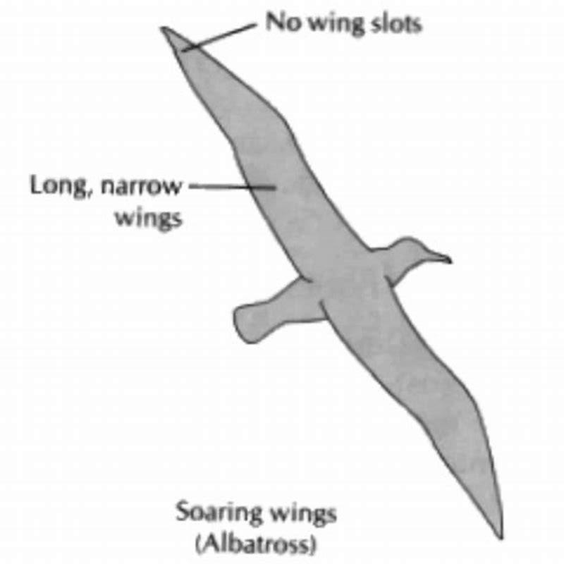 How Far Can Birds Fly Without Getting Tired Diy Seattle