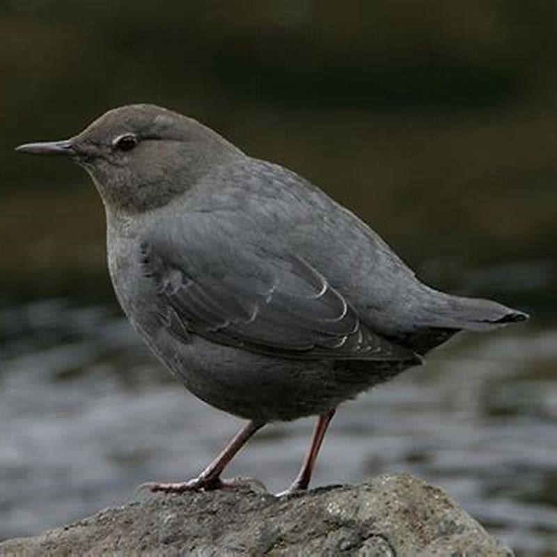 What Does An American Dipper Bird Look Like Diy Seattle