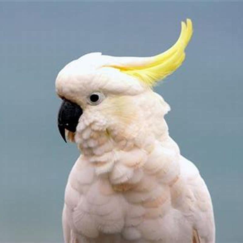 What type of cockatoo is endangered? - DIY Seattle