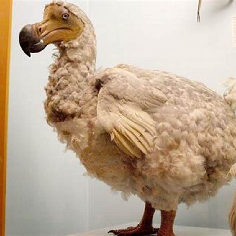 When Did The Dodo Birds Go Extinct Diy Seattle