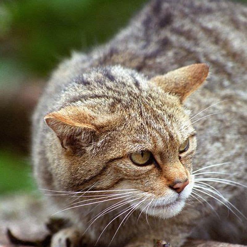 Are Any Cats Extinct Diy Seattle