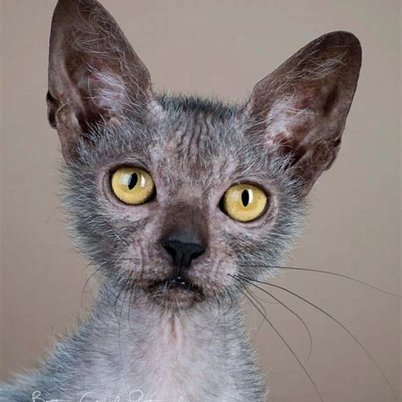 Are Lykoi Cats Healthy Diy Seattle
