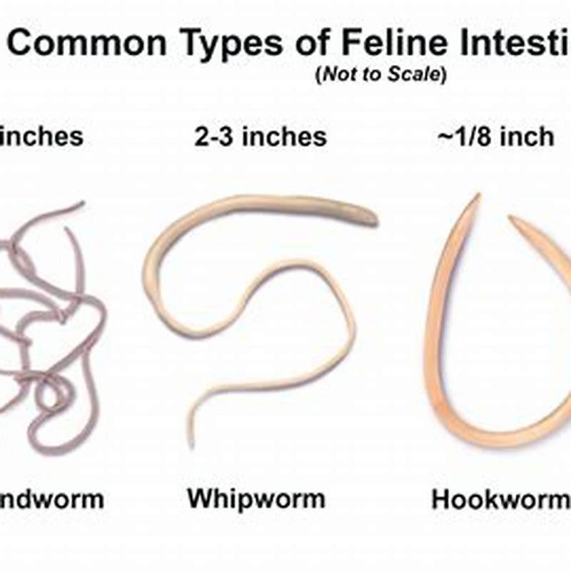 Can People Get Tapeworms From Cats Diy Seattle