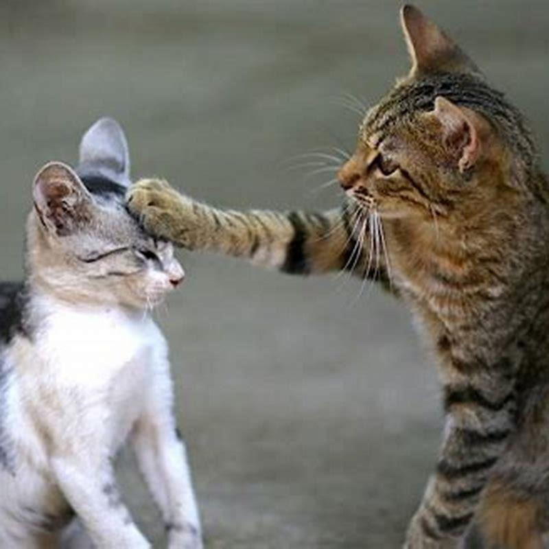 Do Cats Massage Other Cats Diy Seattle