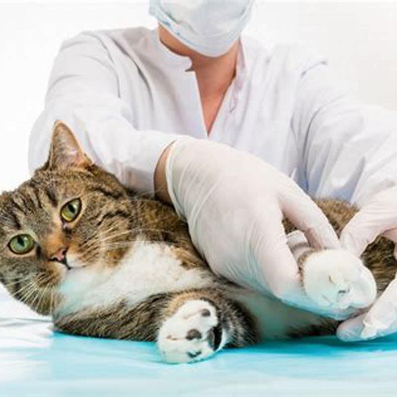 Do Indoor Cats Need Tapeworm Treatment Diy Seattle