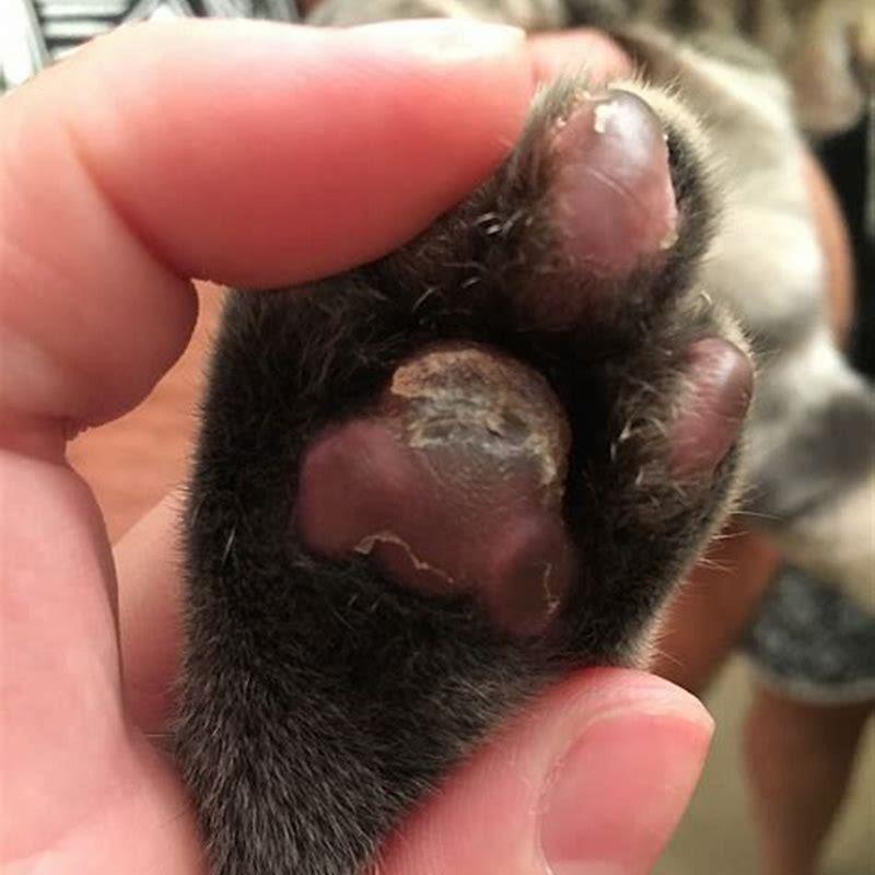Why Are My Cats Toe Beans Crusty Diy Seattle