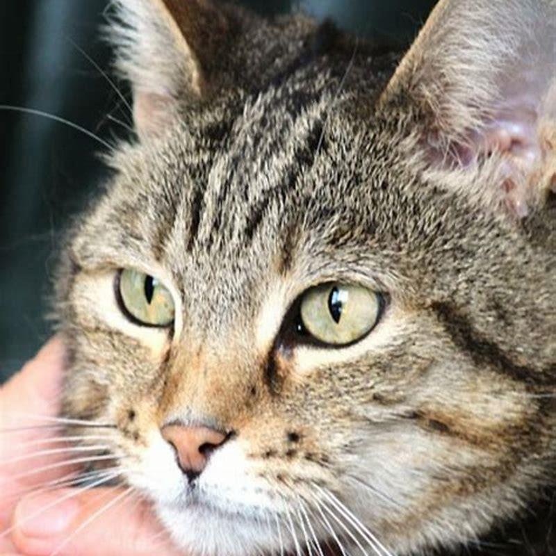 Why are some cats overly affectionate? - DIY Seattle Why are some cats overly affectionate? - DIY Seattle