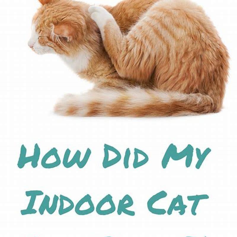 Why does my indoor cat have fleas? - DIY Seattle Why does my indoor cat have fleas? - DIY Seattle