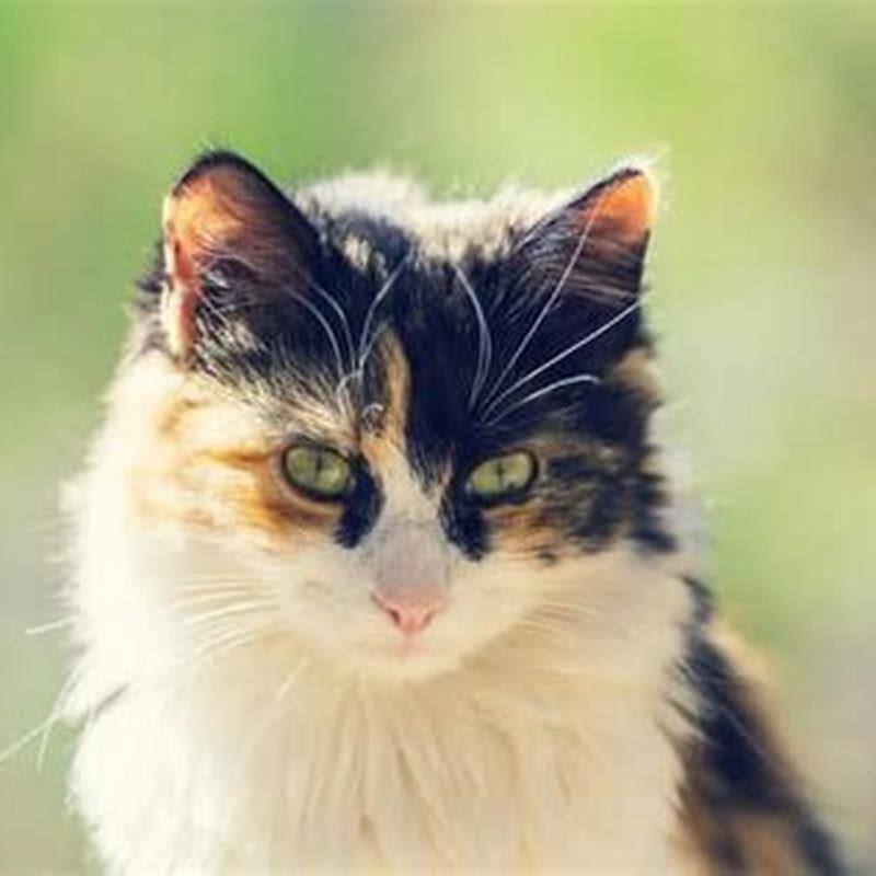 How Can I Get Rid Of My Cats Ear Mites Without Medicine Diy Seattle