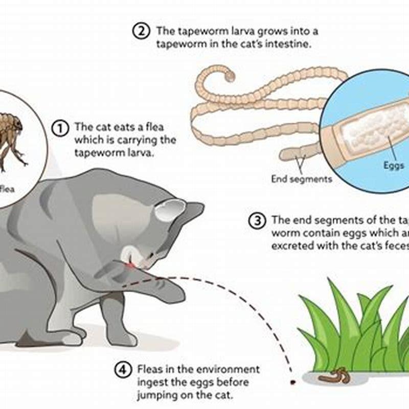 How Do Cats Get Tapeworms Besides Fleas Diy Seattle