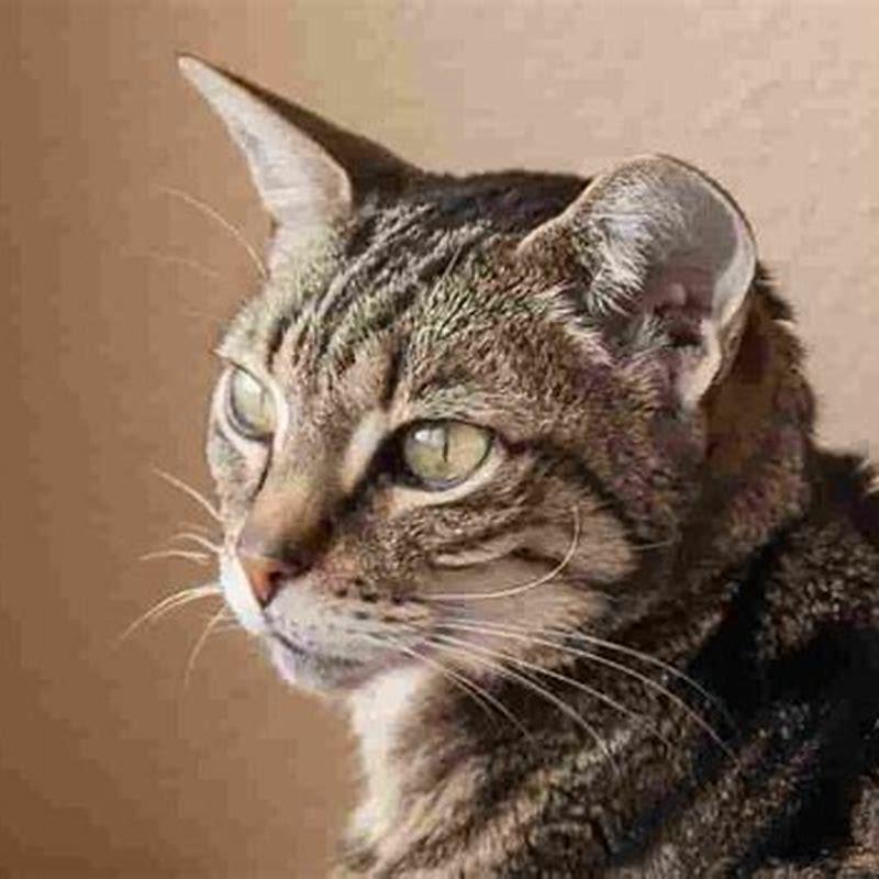 How Do I Know What Kind Of Tabby Cat I Have Diy Seattle