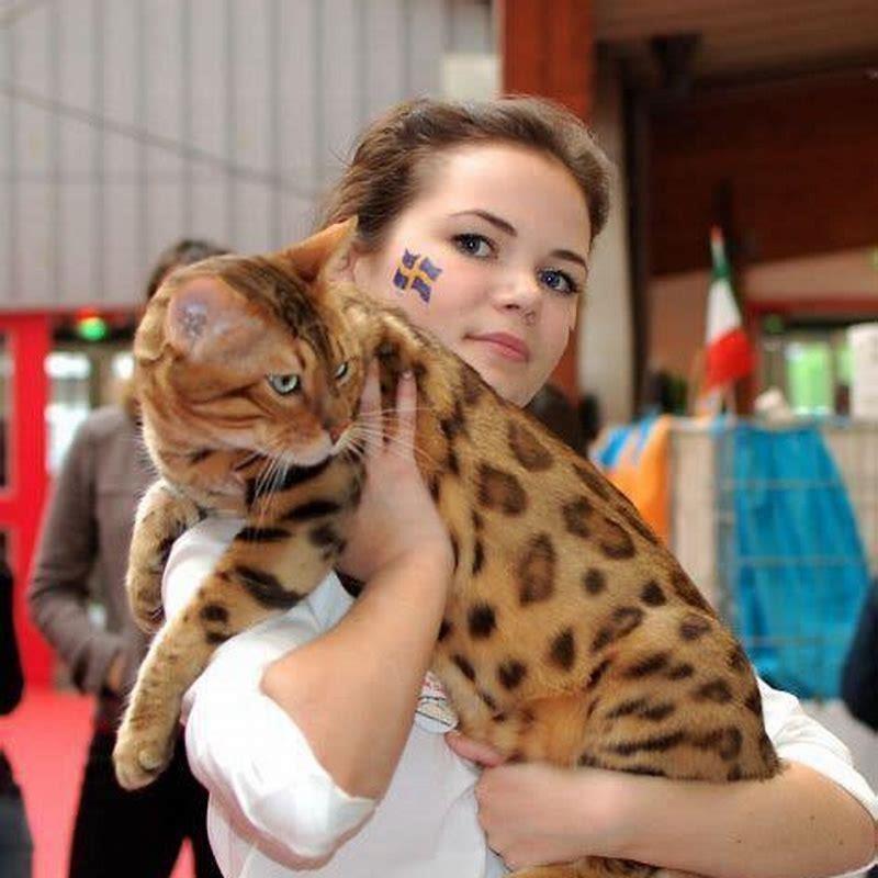 What Is Different About Bengal Cats Diy Seattle