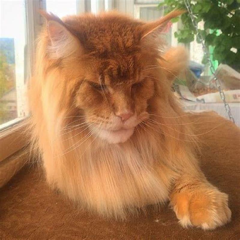 Why Do Maine Coon Cats Look Like Lions Diy Seattle