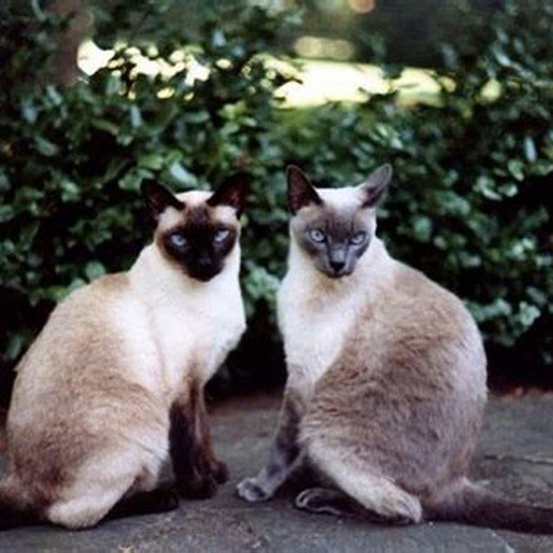 Do Calico Cats Reproduce Asexually Diy Seattle