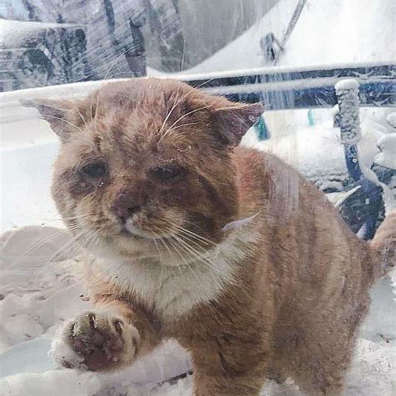 How cold can stray cats survive? - DIY Seattle How cold can stray cats survive? - DIY Seattle