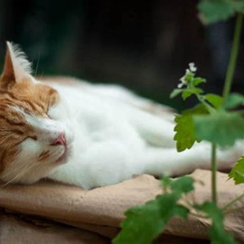 What Do Cats Do With Catnip Joints Diy Seattle