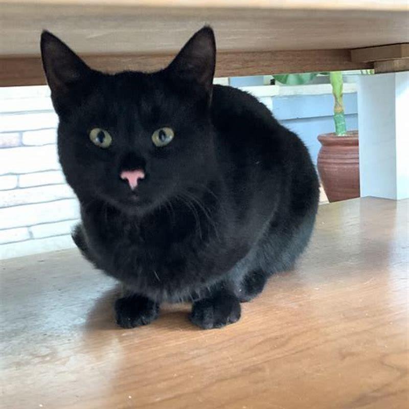 Why do cats noses turn from pink to black? - DIY Seattle Why do cats noses turn from pink to black? - DIY Seattle