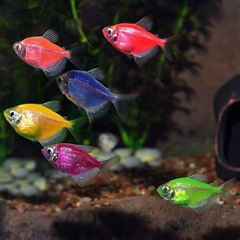 Are glow tetras natural? - DIY Seattle