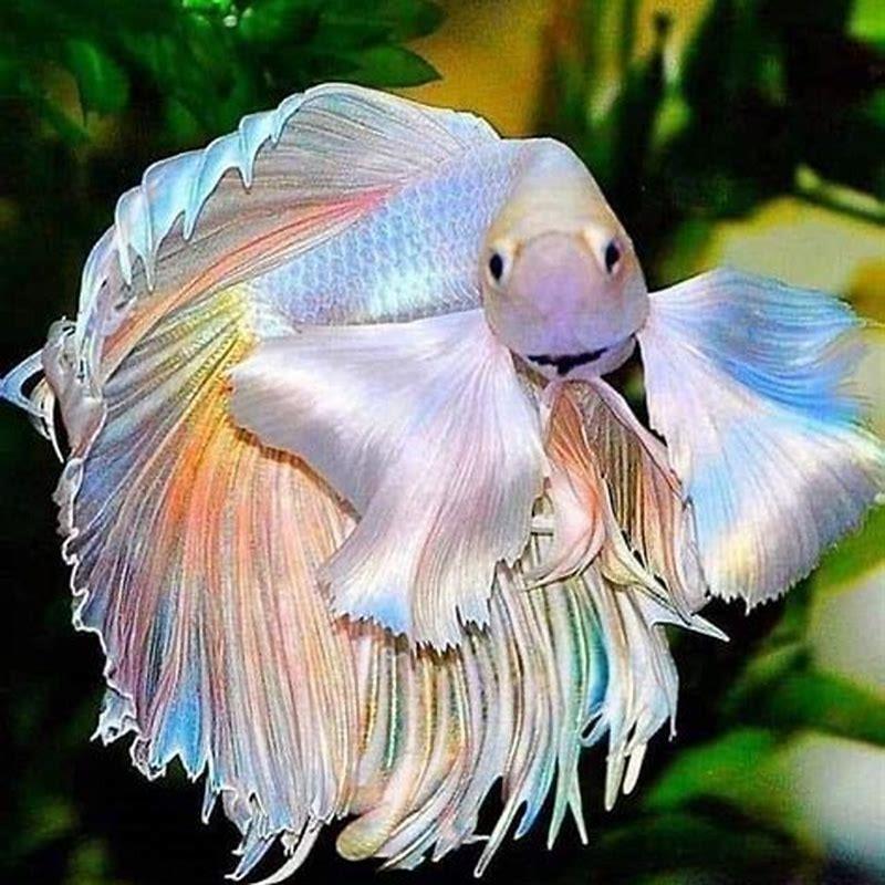 What are the Colours of fighter fish? - DIY Seattle