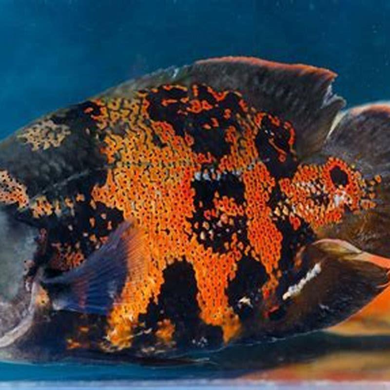 What do banjo catfish do? - DIY Seattle