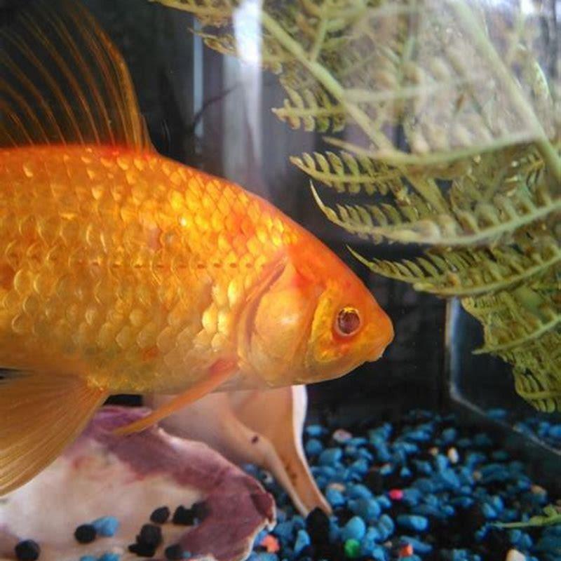 Are goldfish blind? - DIY Seattle Are goldfish blind? - DIY Seattle
