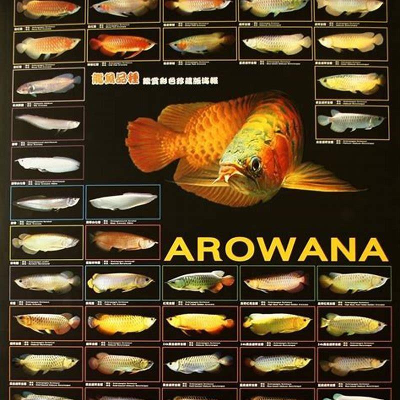 How can I improve my arowana color? - DIY Seattle