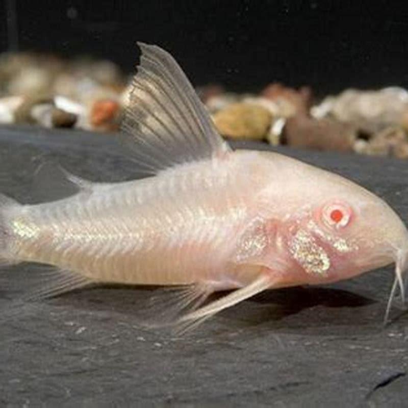 Are albino Cory catfish rare? - DIY Seattle
