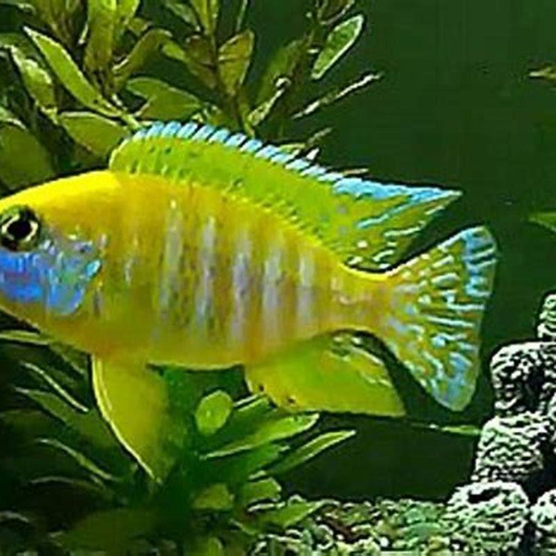 How big do peacock fish grow? - DIY Seattle