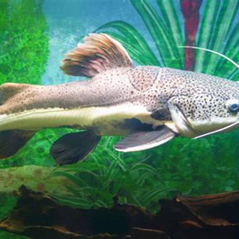 What does redtail catfish eat? - DIY Seattle