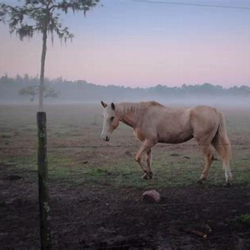 What does leasing horse mean? - DIY Seattle What does leasing horse mean? - DIY Seattle