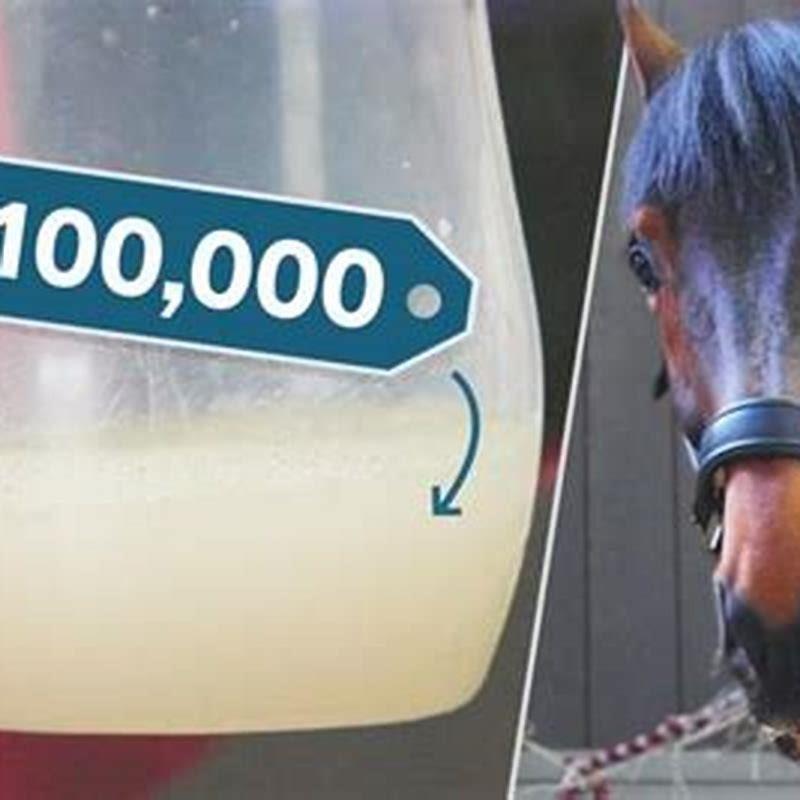 What does stallion semen taste like? - DIY Seattle