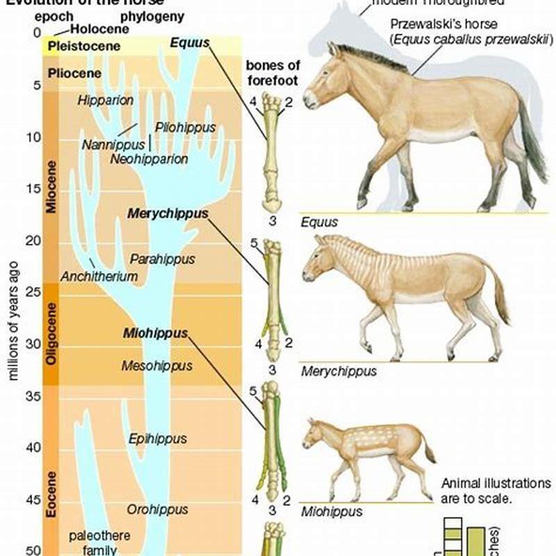 Why did horses evolve to have manes? - DIY Seattle Why did horses evolve to have manes? - DIY Seattle