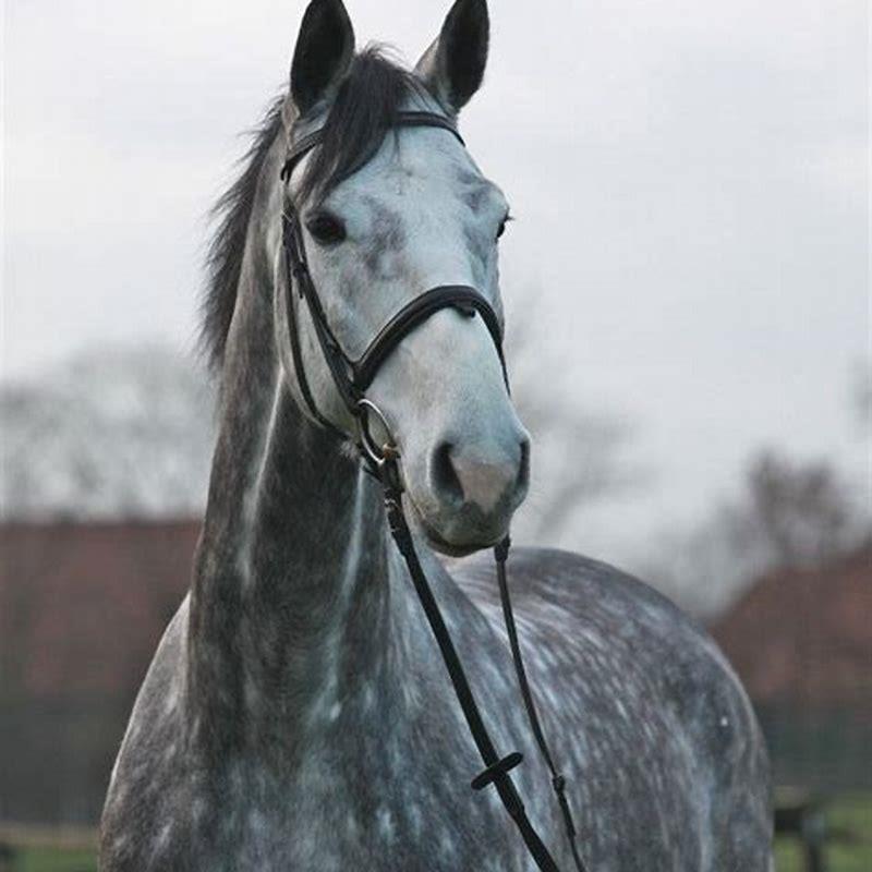 What does a dappled grey look like? - DIY Seattle What does a dappled grey look like? - DIY Seattle